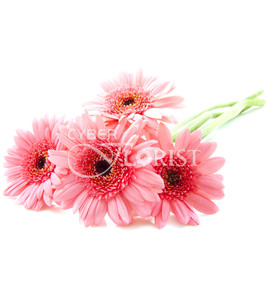 Заказать доставку розовых гербер | Cyber-Florist.ru